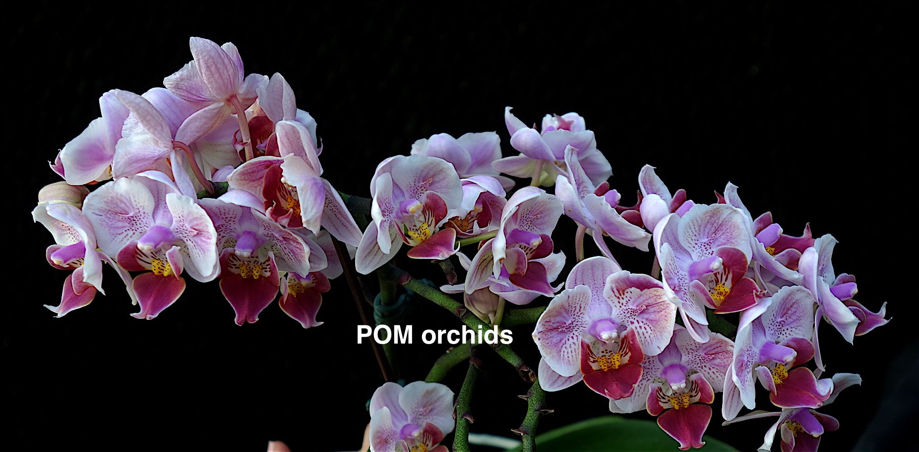 Орхидея Phal. Pinlong Venus бабочка - купить, доставка Украина